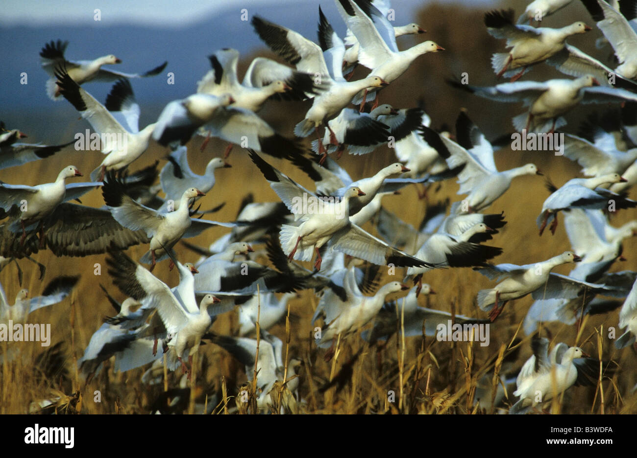 Snow geese taking off at Bosque del Apache NWR in New Mexico Stock ...