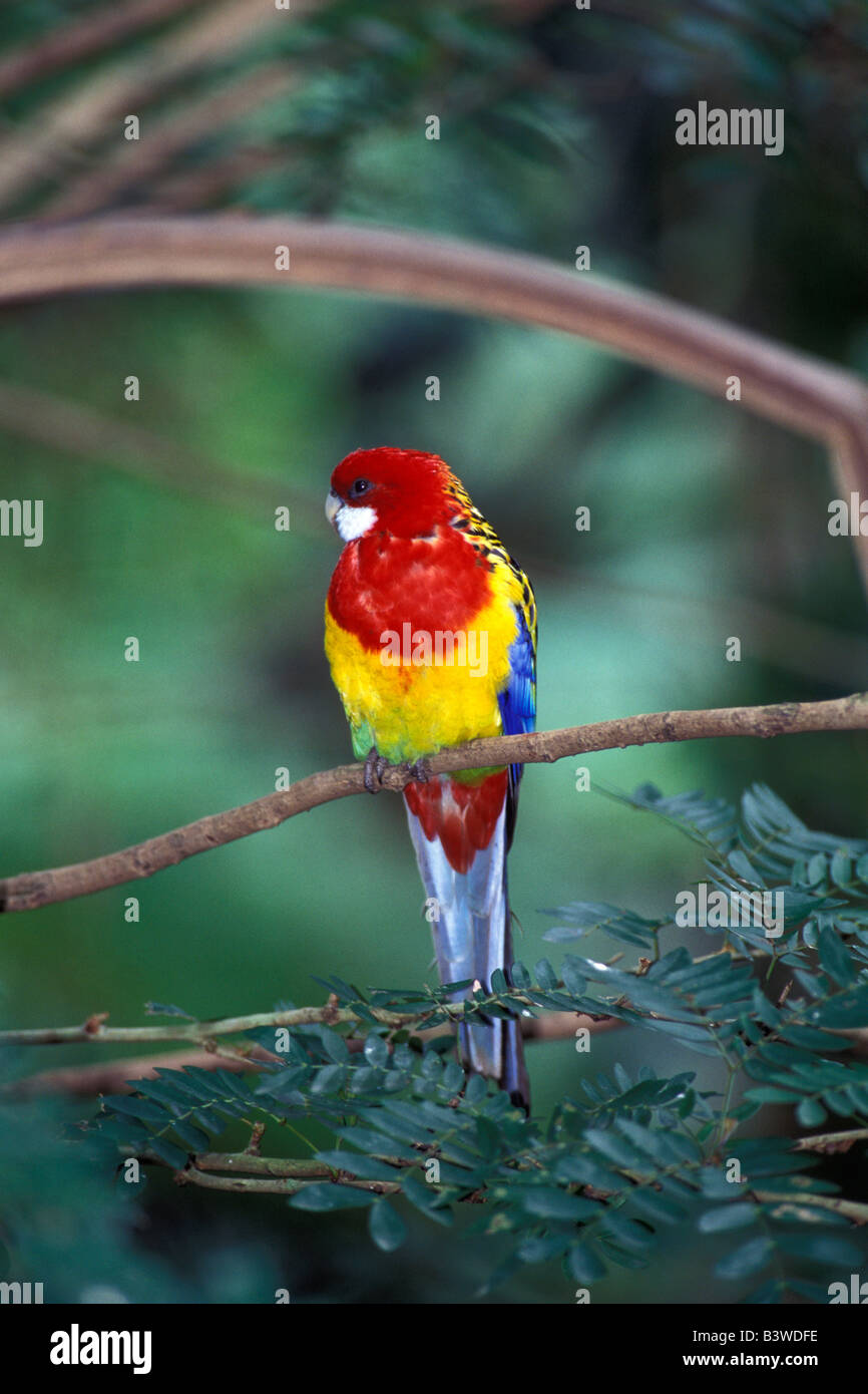 Colorful tropical bird Stock Photo - Alamy