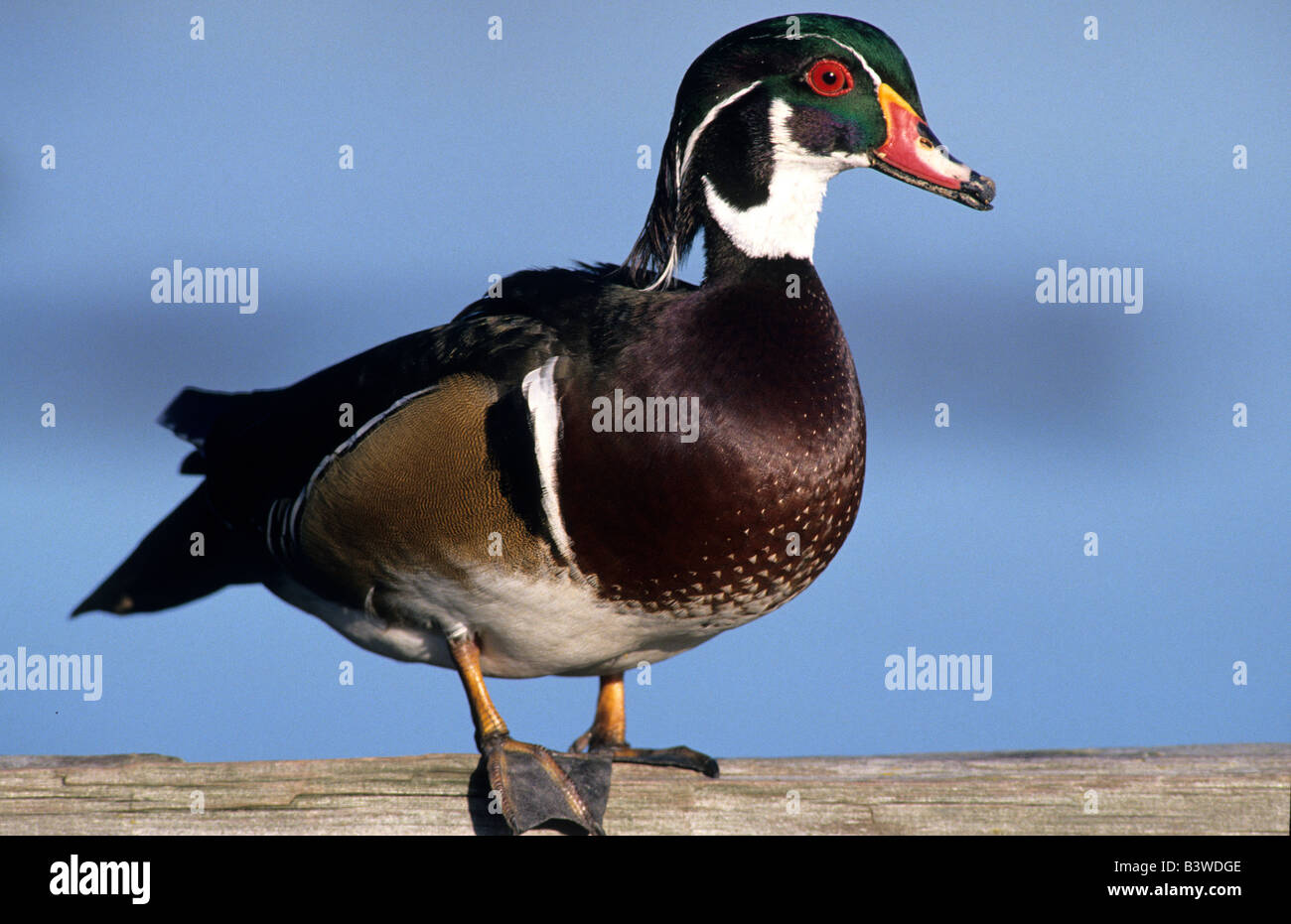 Male wood duck, Canada Stock Photo - Alamy
