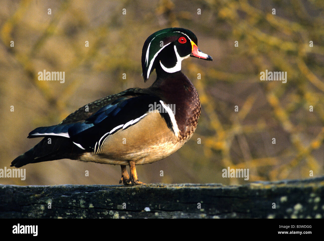 Male wood duck, Canada Stock Photo - Alamy