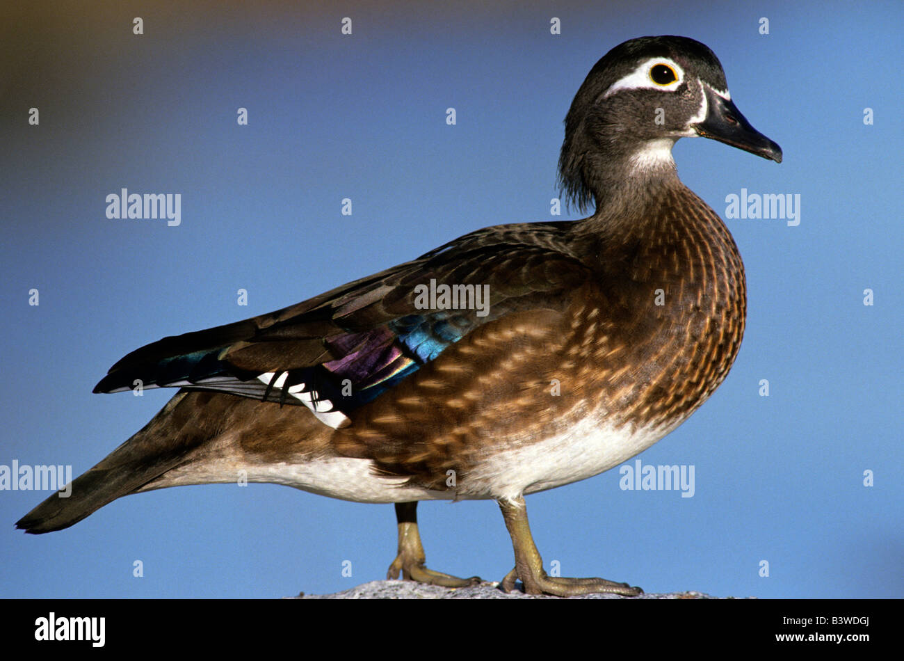 Female wood duck, Canada Stock Photo - Alamy