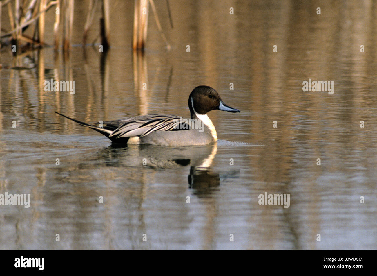 Northern pintail canada, north america Stock Photo - Alamy