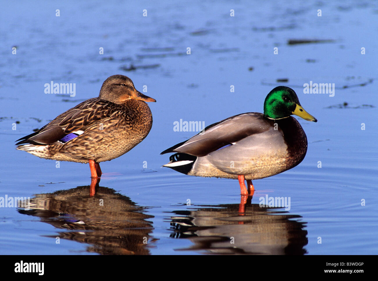 Mallard pair Canada, north america Stock Photo - Alamy