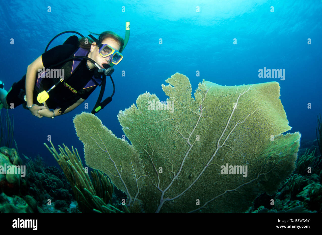 Diver and sea fan Caribbean Stock Photo - Alamy