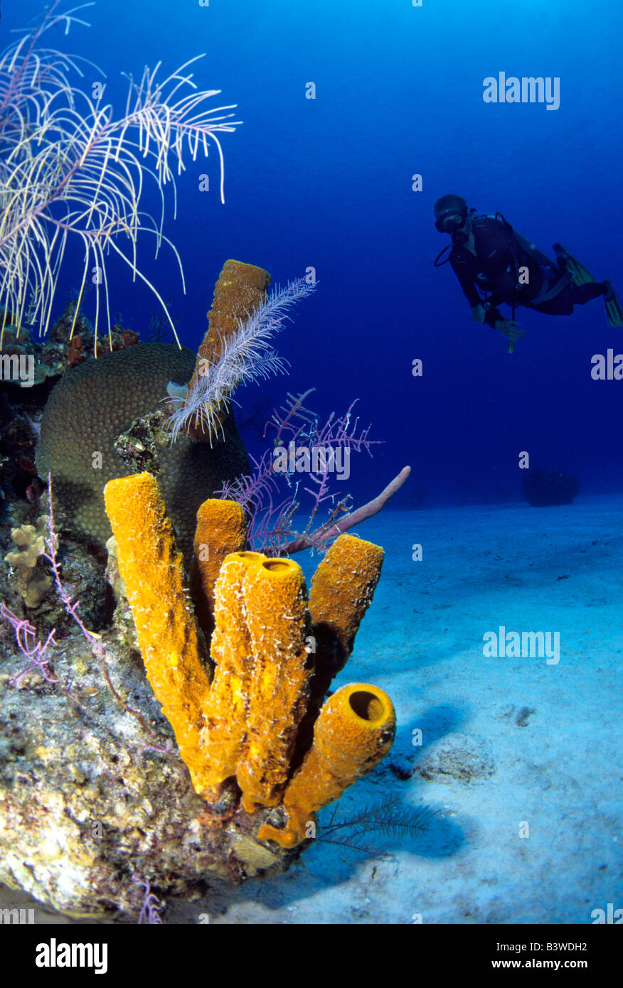 Diver and yellow tube sponge, Caribbean Stock Photo - Alamy