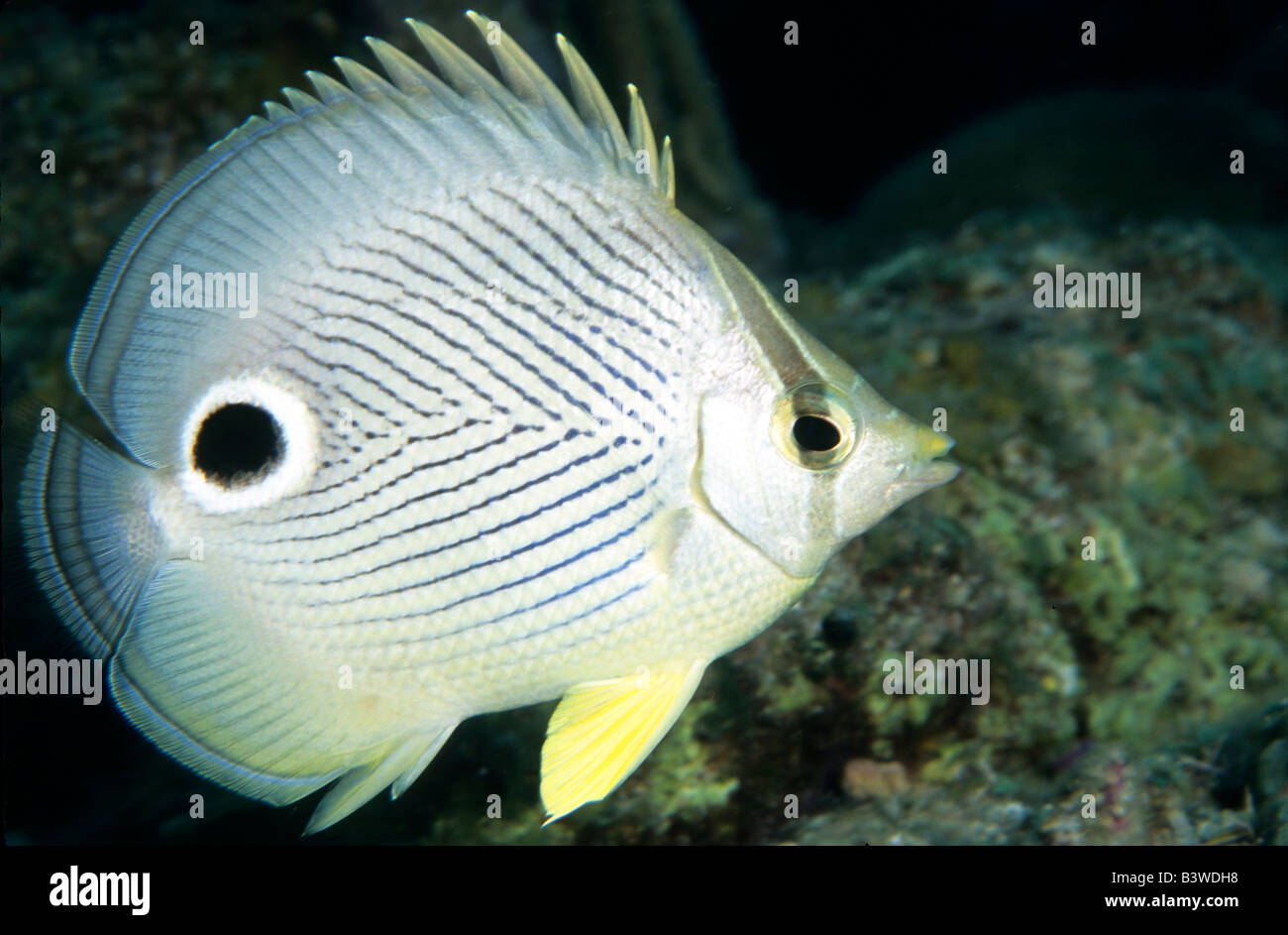Foureye butterflyfish Caribbean Stock Photo - Alamy
