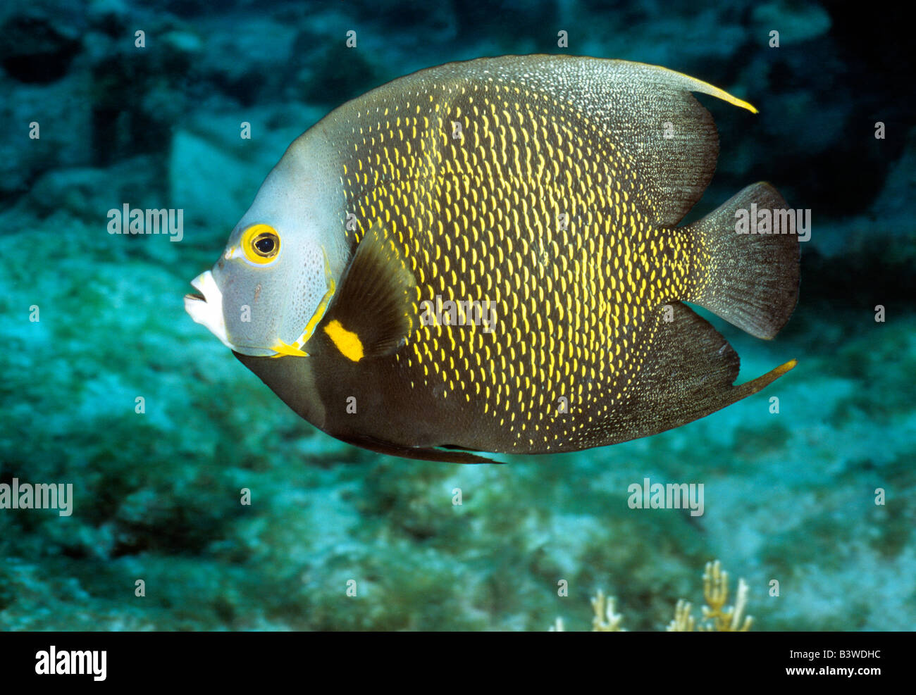 French angelfish Caribbean Stock Photo - Alamy