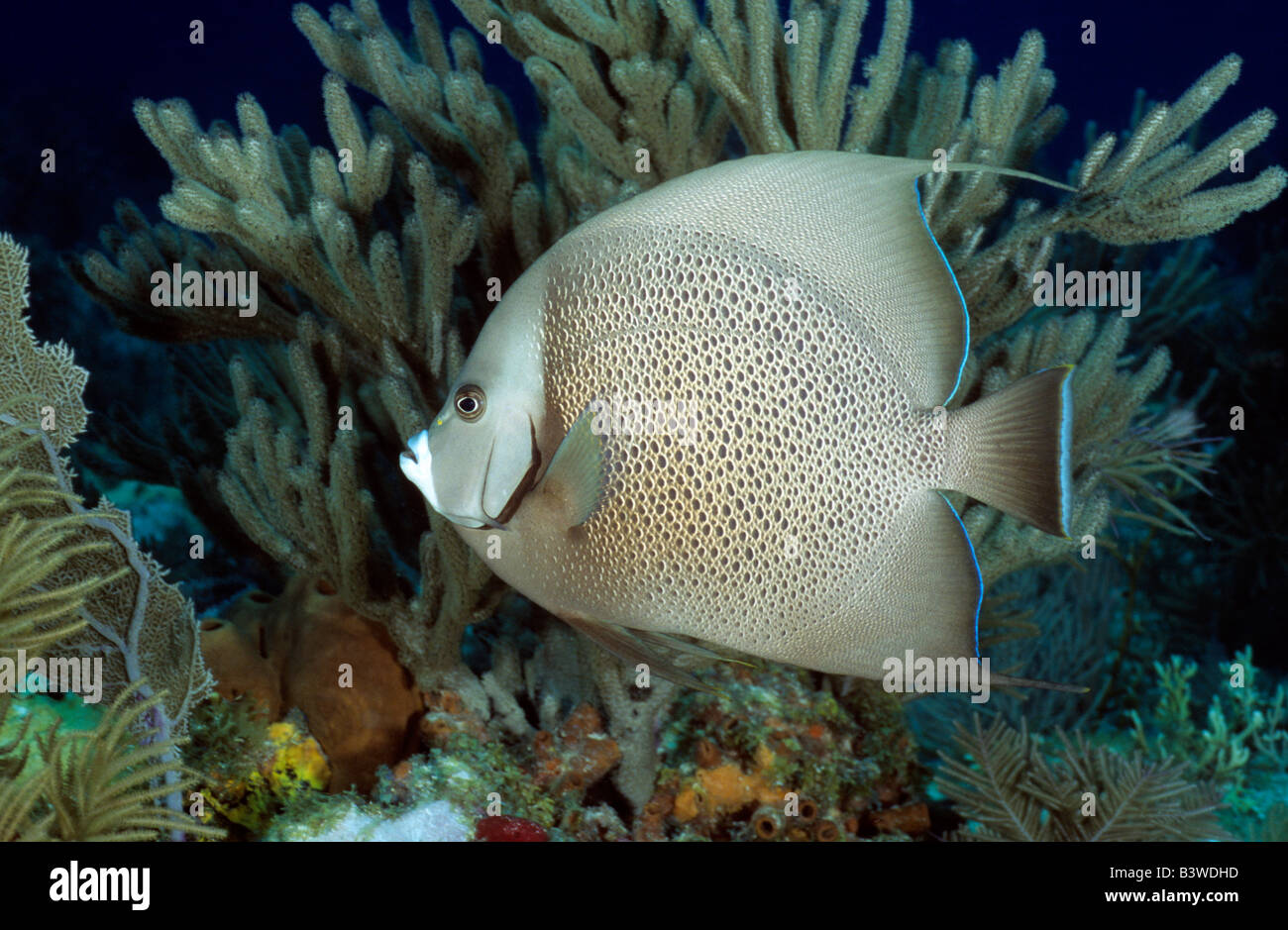 Gray angelfish Caribbean Stock Photo - Alamy