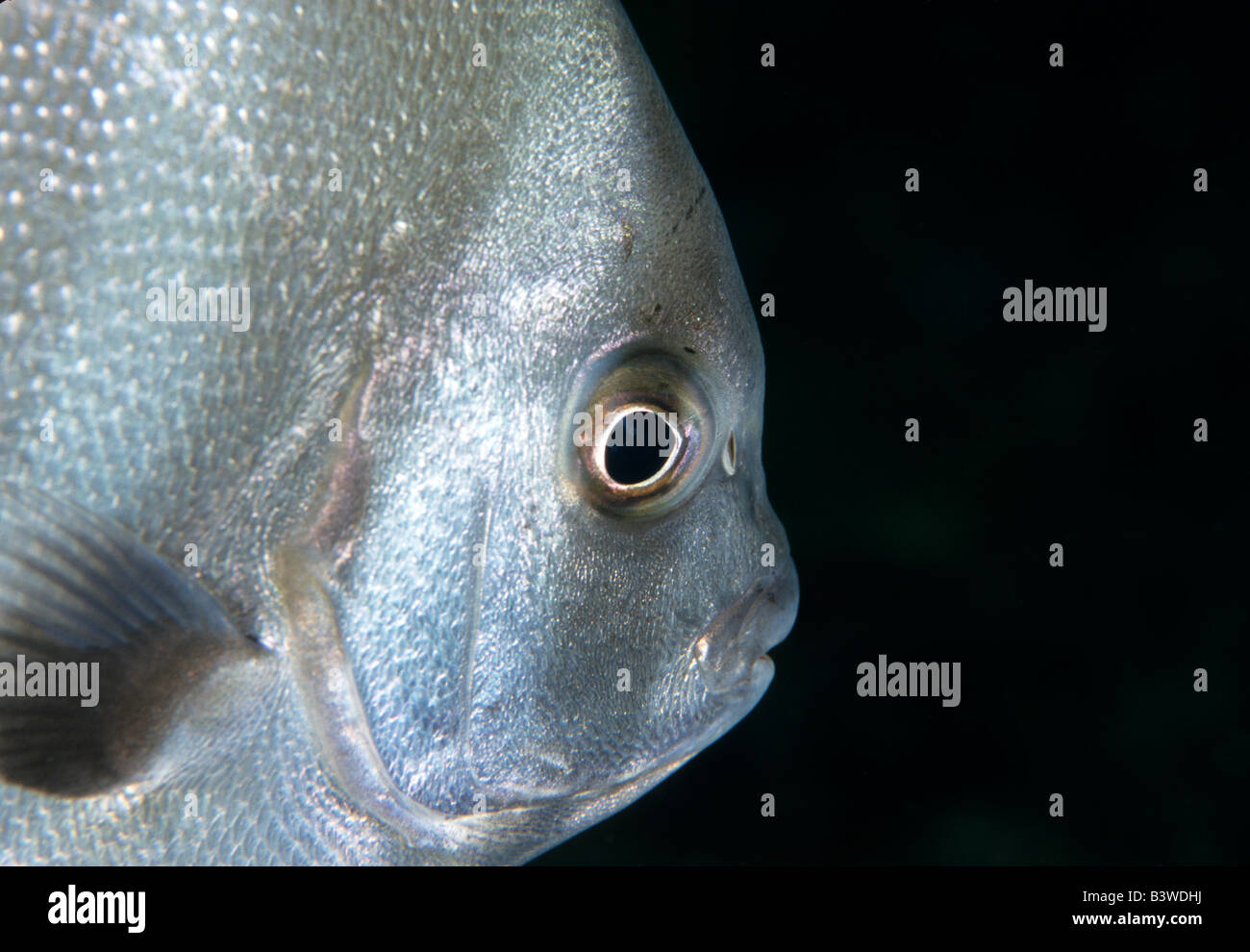 Atlantic spadefish, Caribbean Stock Photo - Alamy