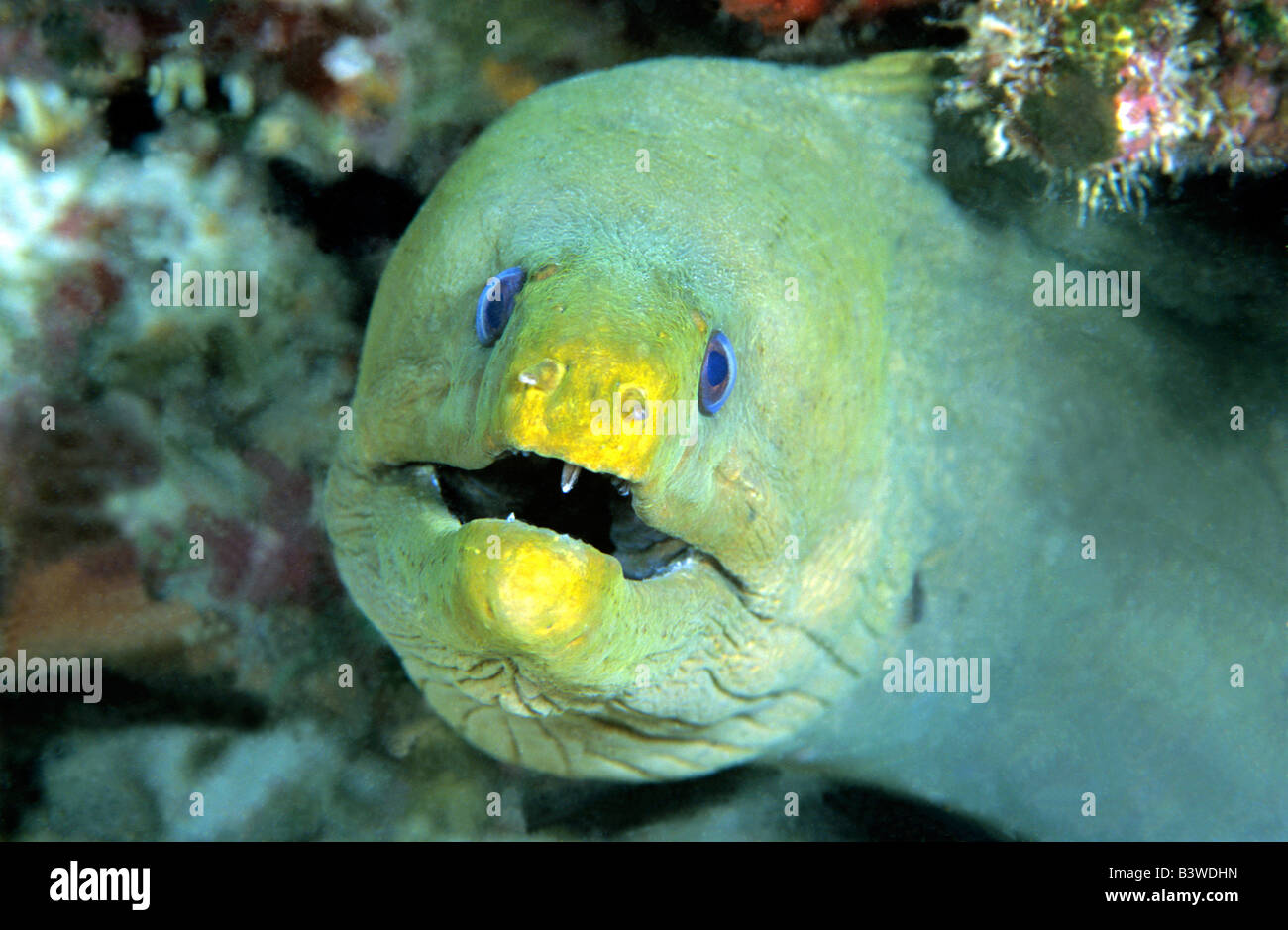 Green moray, Caribbean Stock Photo - Alamy