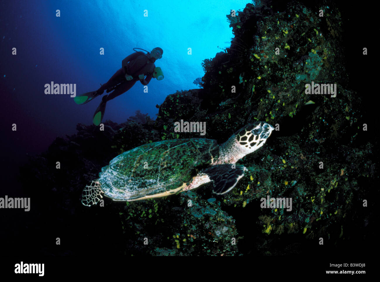 Fiji sea turtle hi-res stock photography and images - Alamy