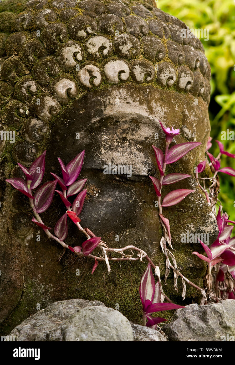 Fiji, Beqa Island. Red vines growing on a stone statue of a head Stock ...