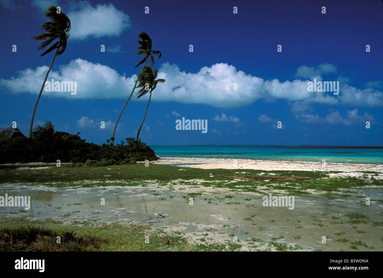 Oceania, Fanning Island, Kiribati. Lagoon with palm trees Stock Photo ...