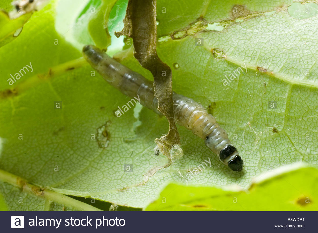 Maple Moth Stock Photos & Maple Moth Stock Images - Alamy