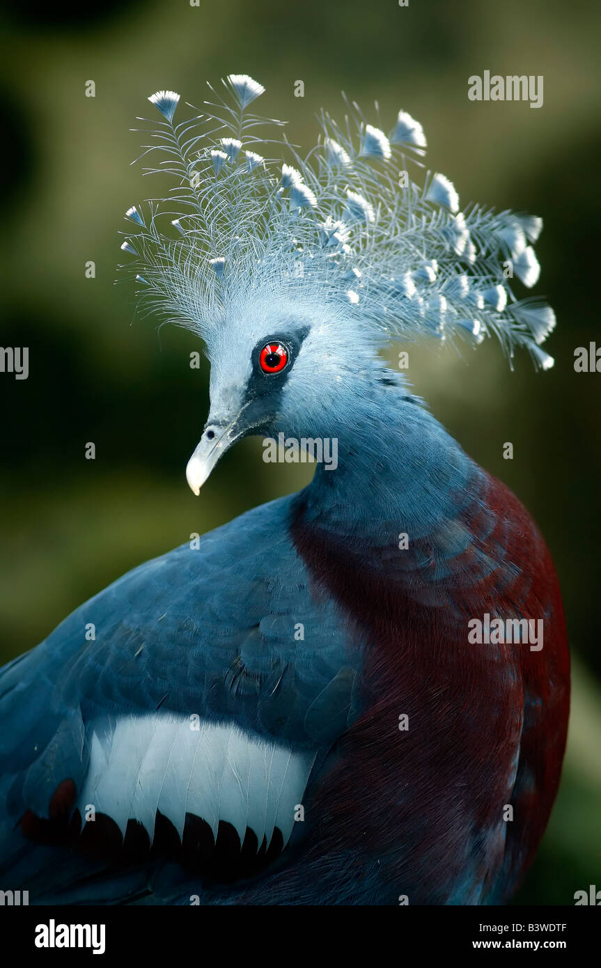 Victoria Crowned Pigeon Stock Photo - Alamy