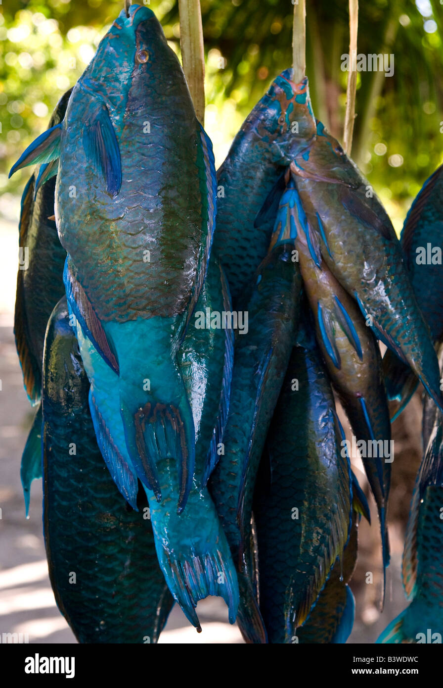 French polynesia fish hi-res stock photography and images - Alamy