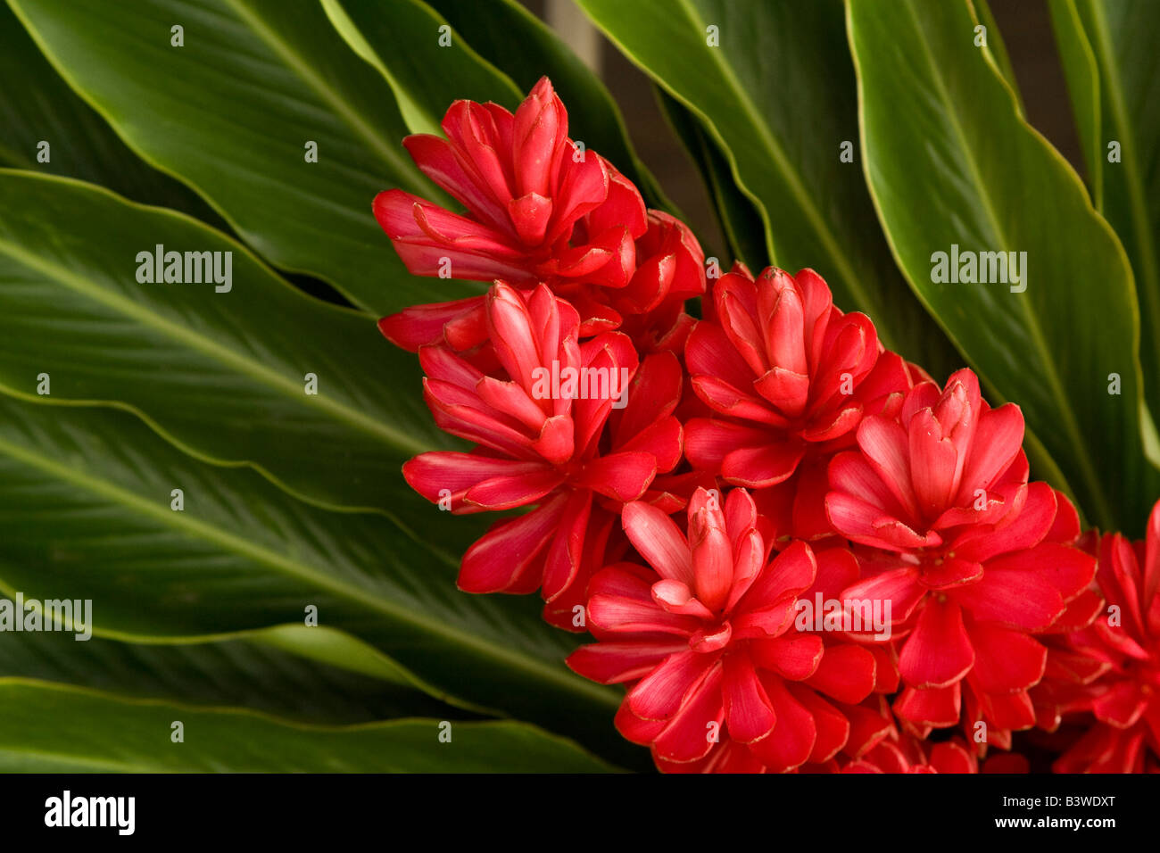 French Polynesia. Tropical native flowers Stock Photo - Alamy