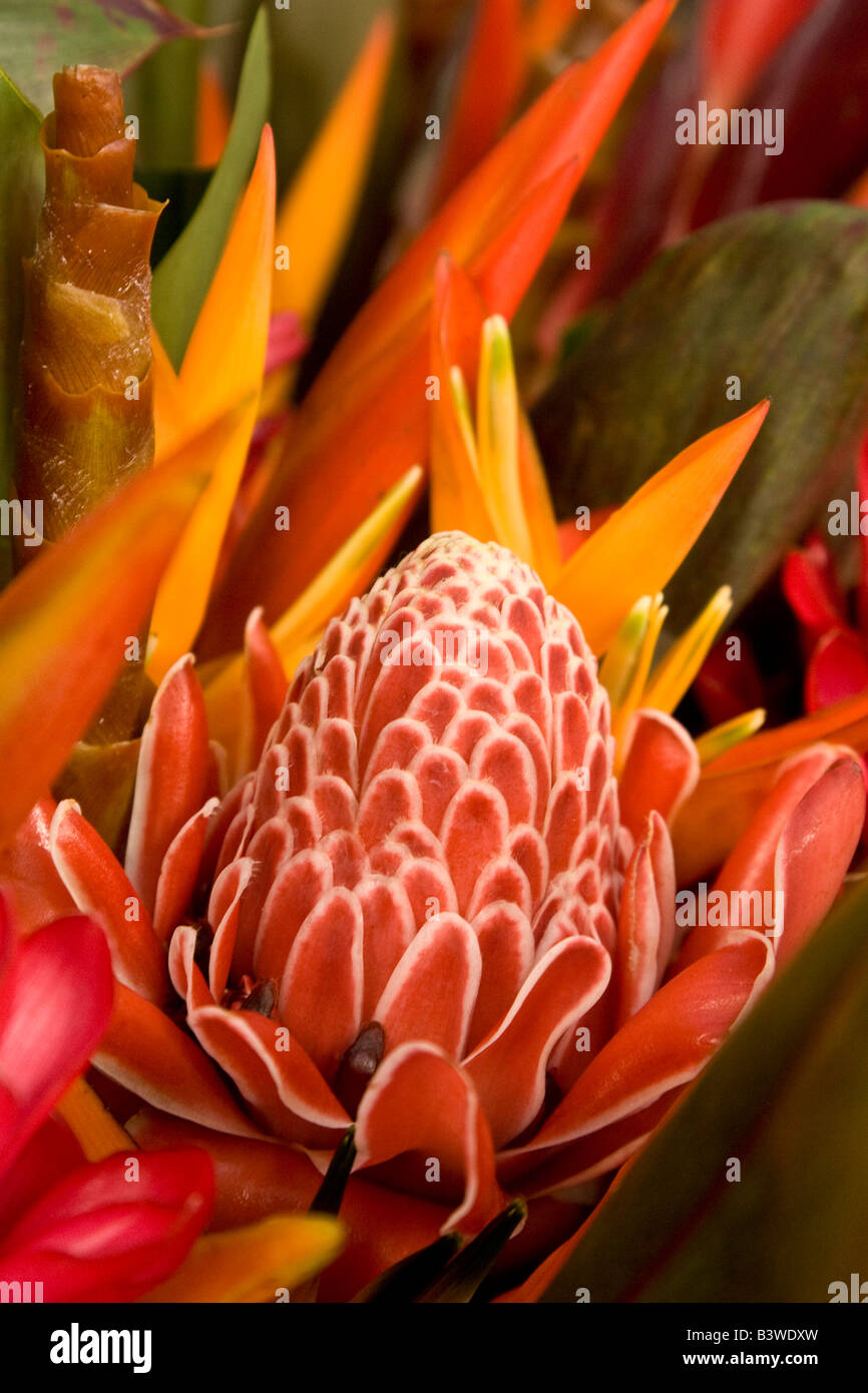 French Polynesia. Tropical native flowers Stock Photo - Alamy