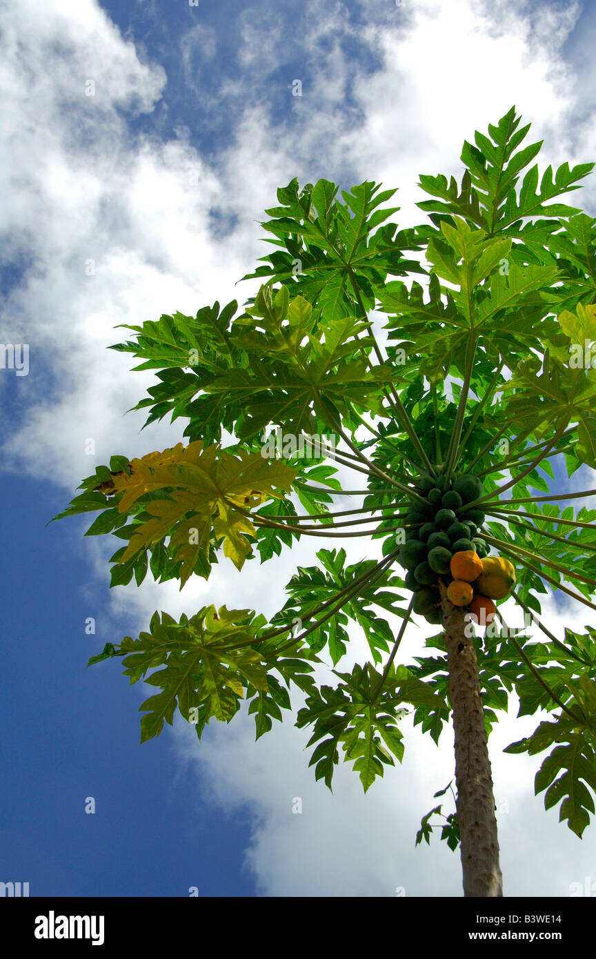 Fruit tree french polynesia hi-res stock photography and images - Alamy