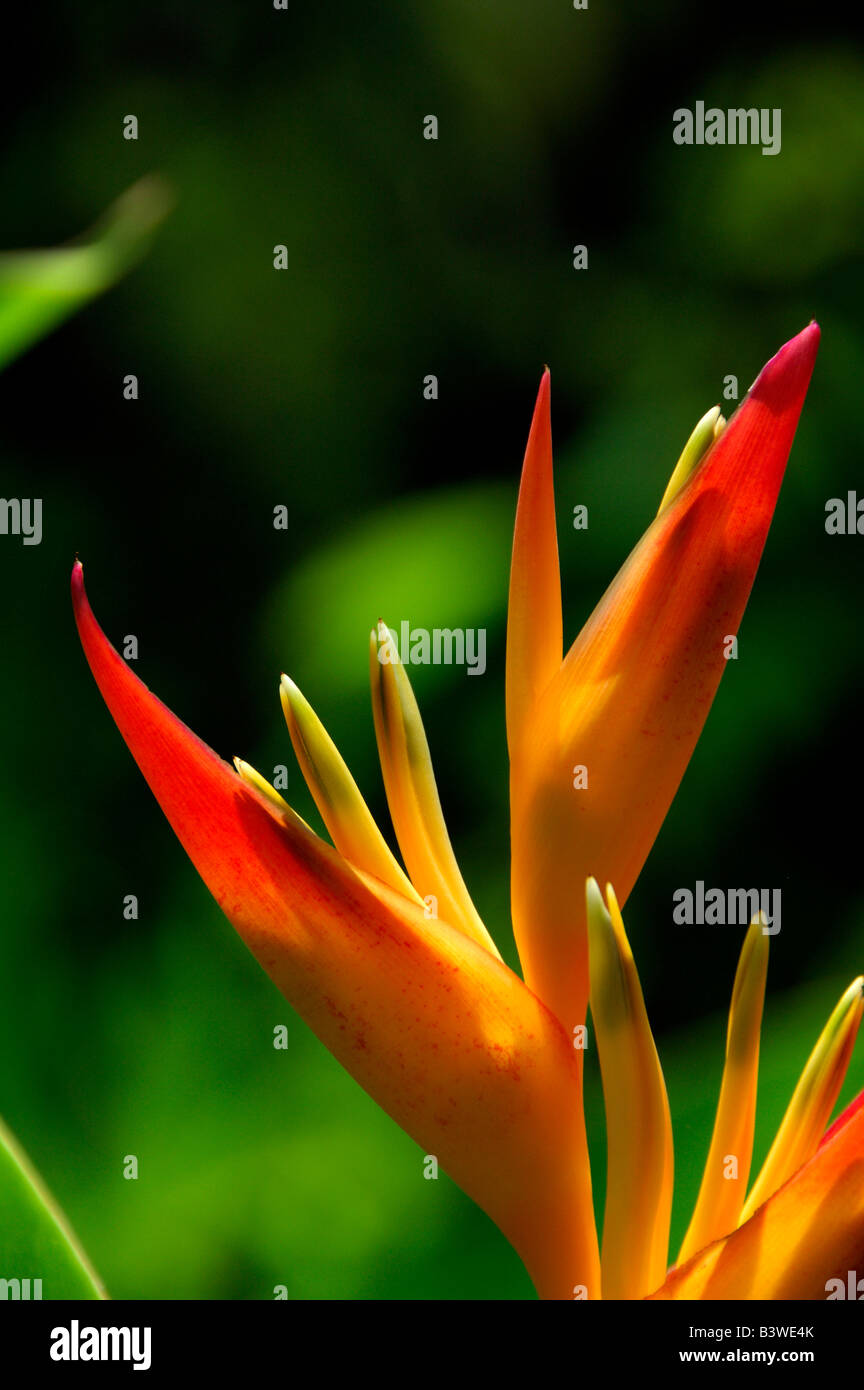 South Pacific, French Polynesia,Tahiti. Vaipahi Gardens (aka Jardins d ...
