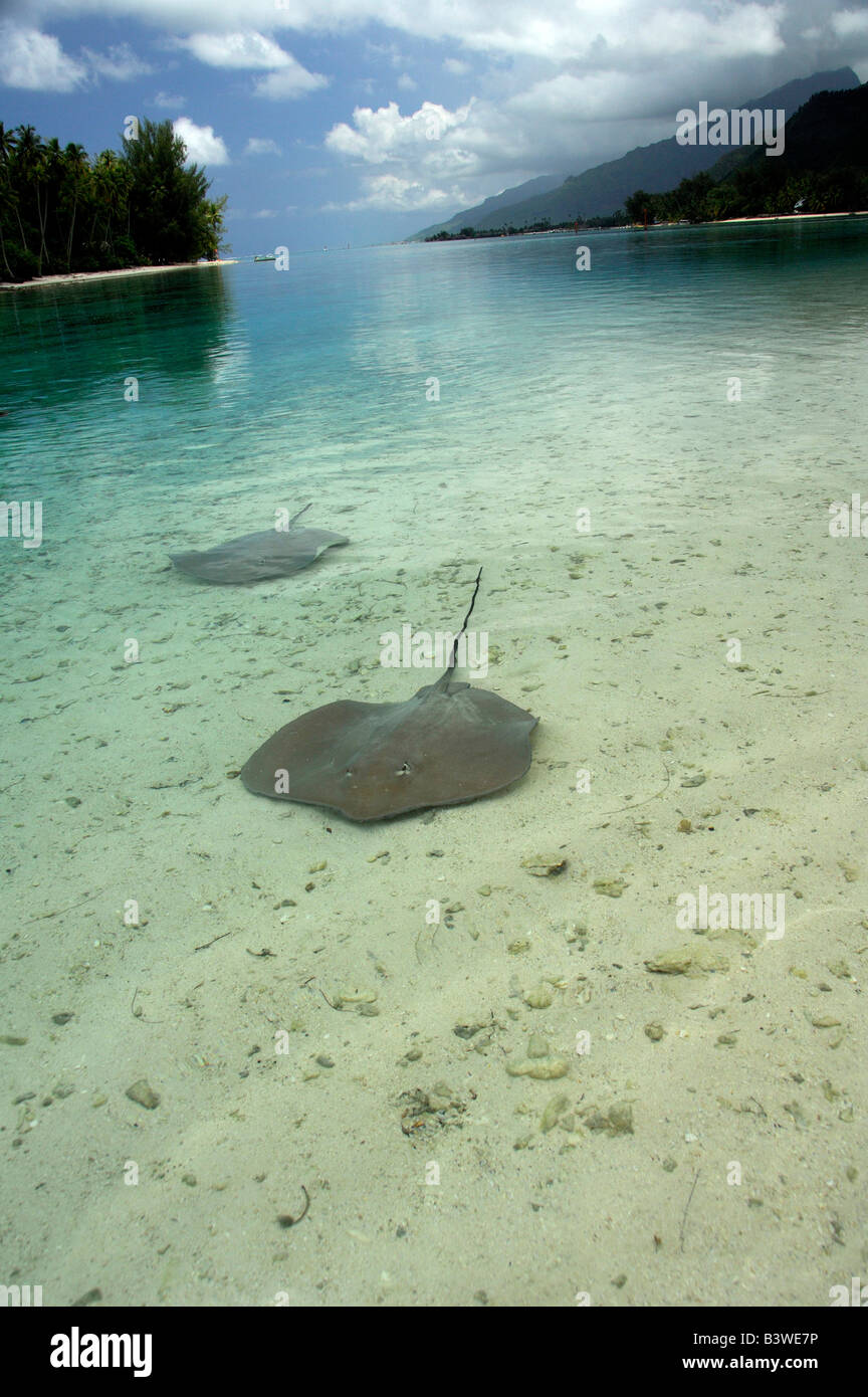 Moorea french polynesia stingray hi-res stock photography and images ...
