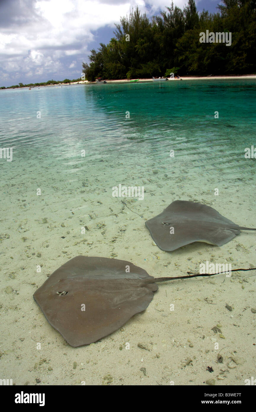 Moorea french polynesia stingray hi-res stock photography and images ...