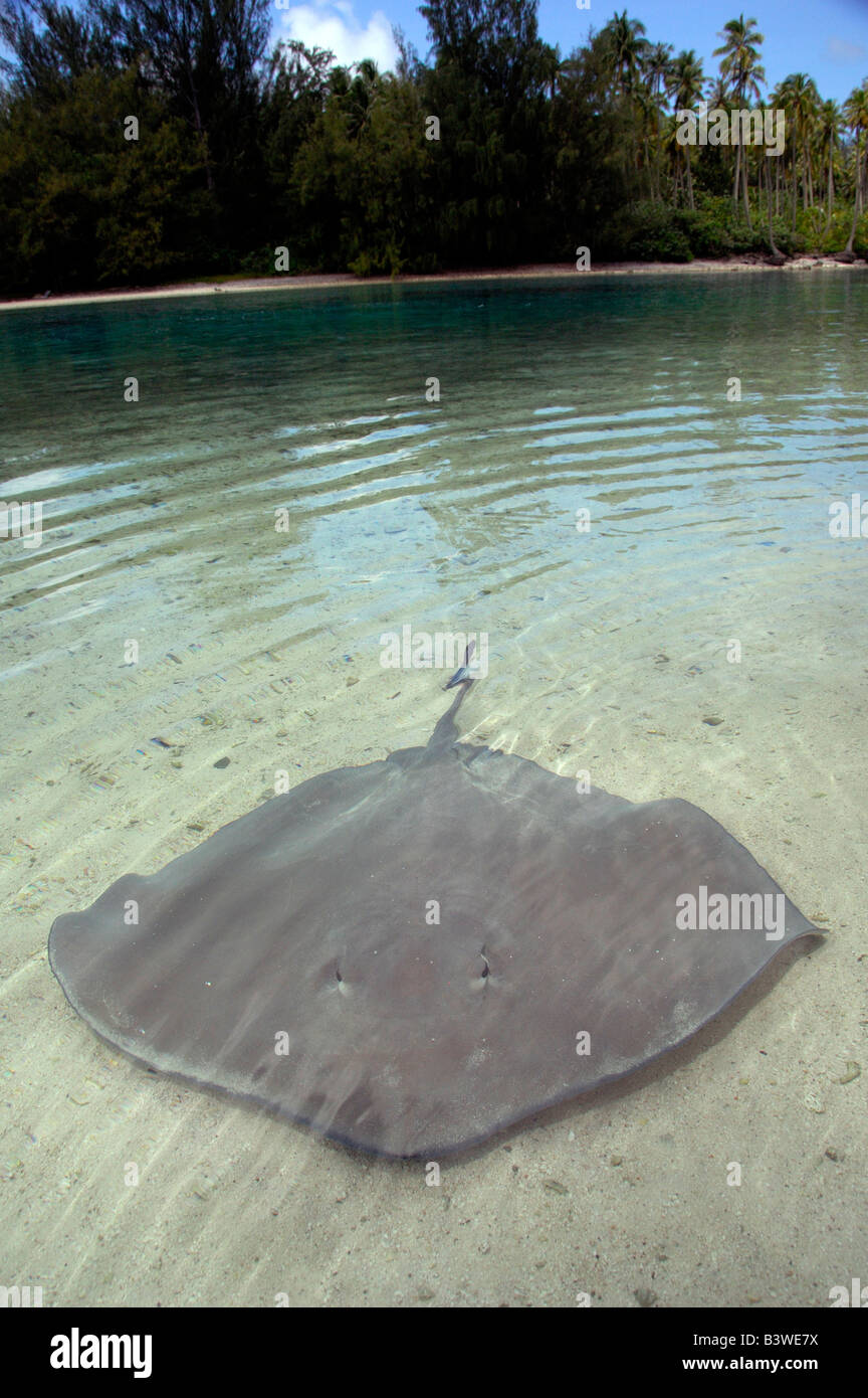 South Pacific, French Polynesia, Moorea. Stingray in clear shallow ...