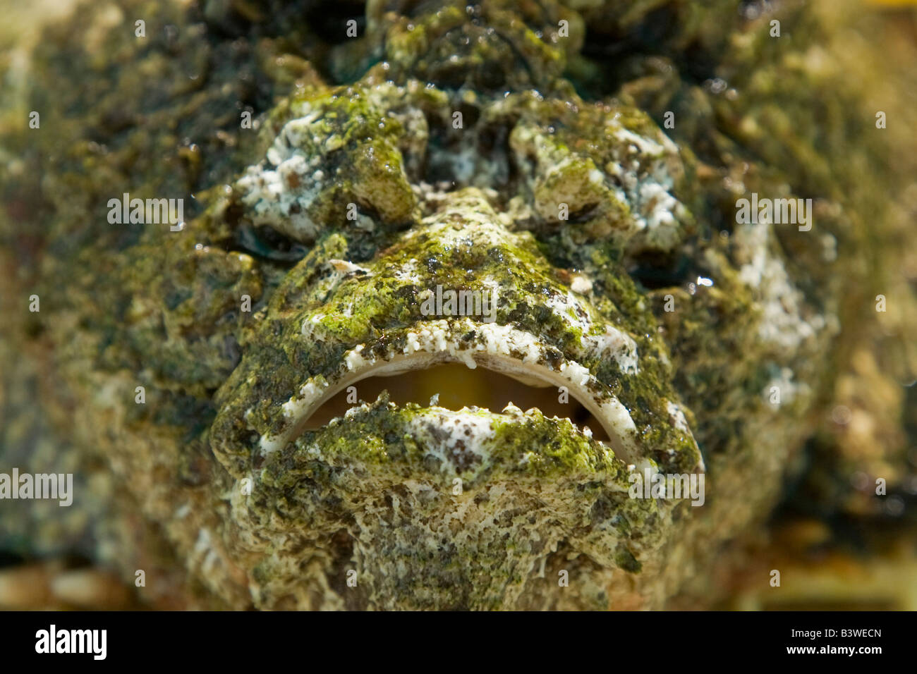Reef stonefish hi-res stock photography and images - Alamy