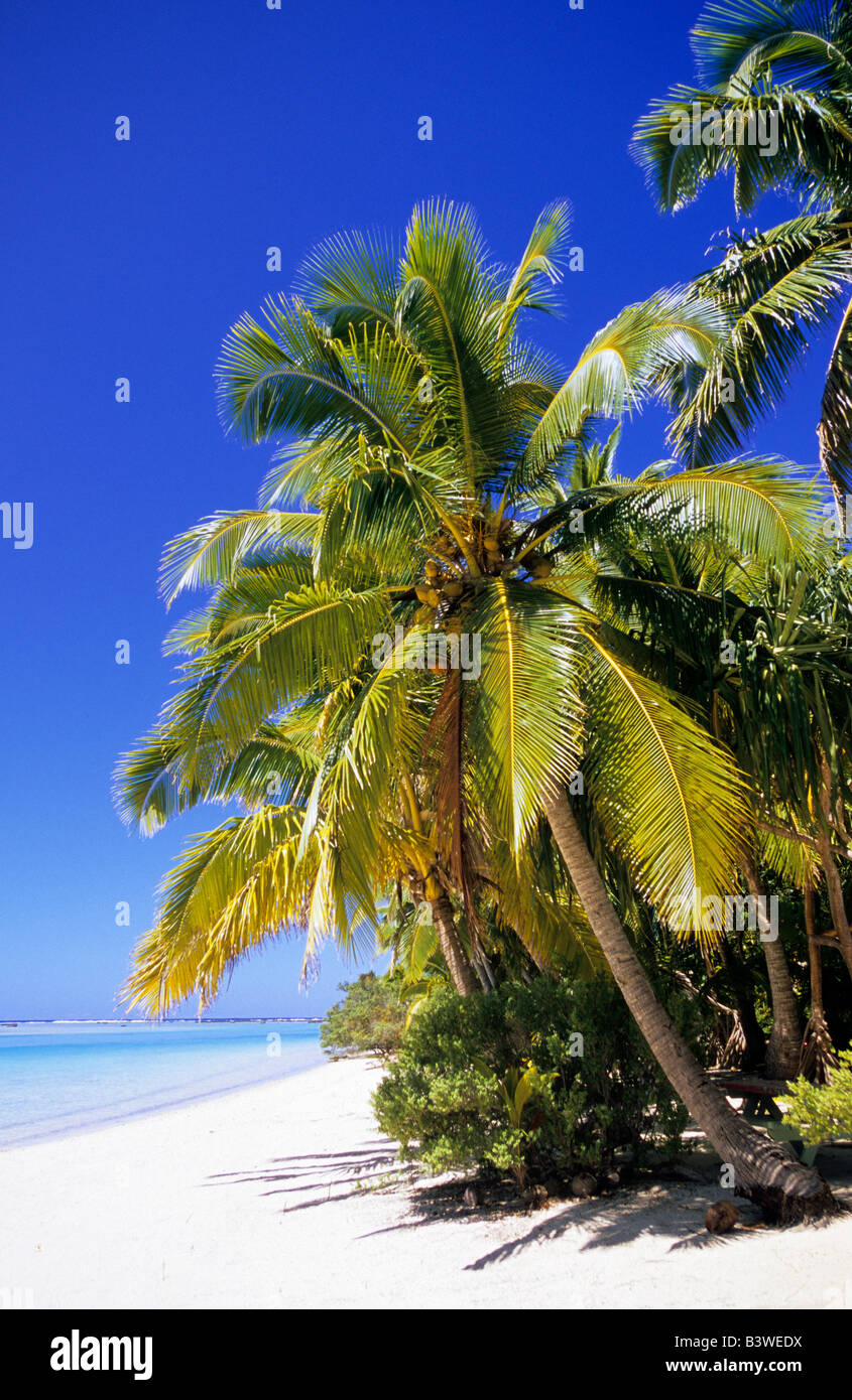 Palm lined beach Cook Islands Stock Photo - Alamy