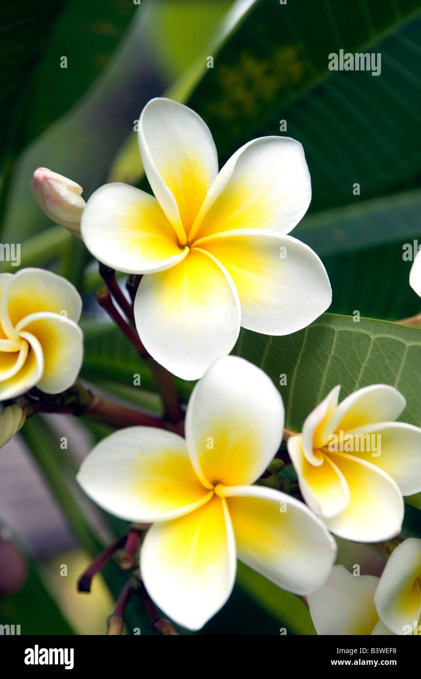 Frangipani flower Cook Islands Stock Photo - Alamy