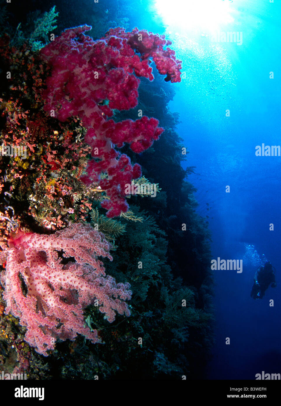 Palau big drop off hi-res stock photography and images - Alamy