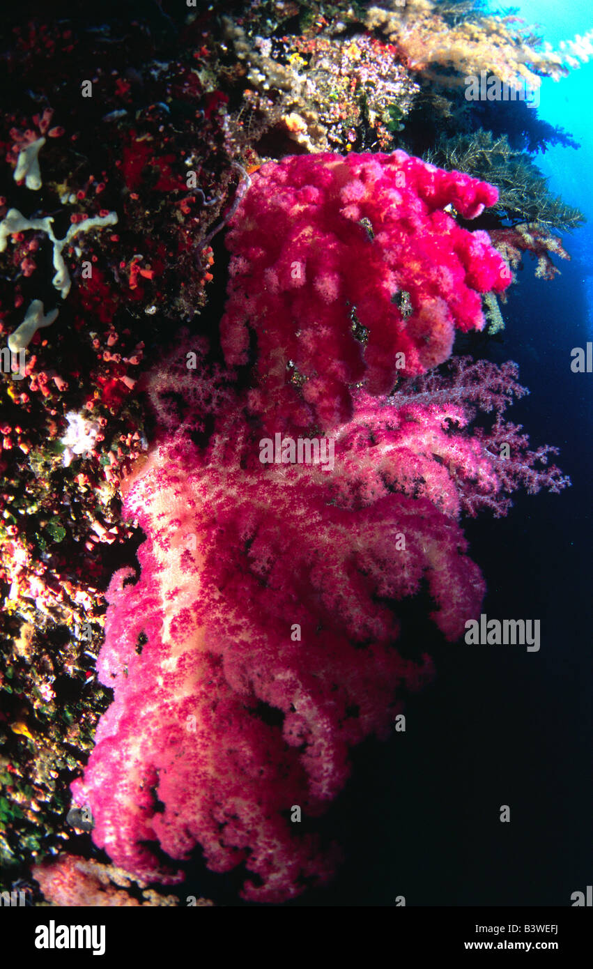 Colourful soft corals at Big Drop Off, Palau Stock Photo - Alamy