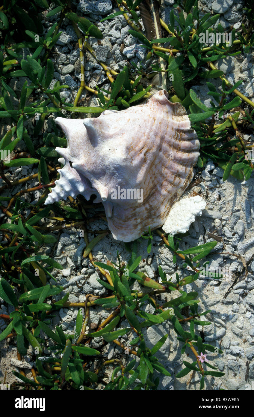 Central America, Belize, Laughinbird Cay. Conch shell Stock Photo - Alamy