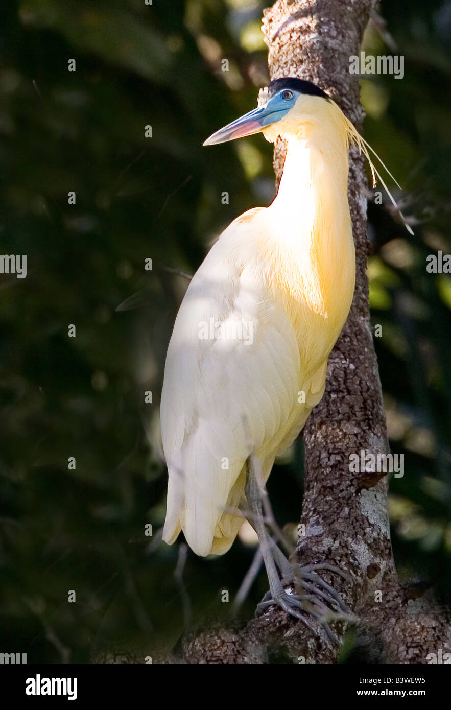 South America, Brazil, Pantanal. Capped heron stands on tree Stock ...
