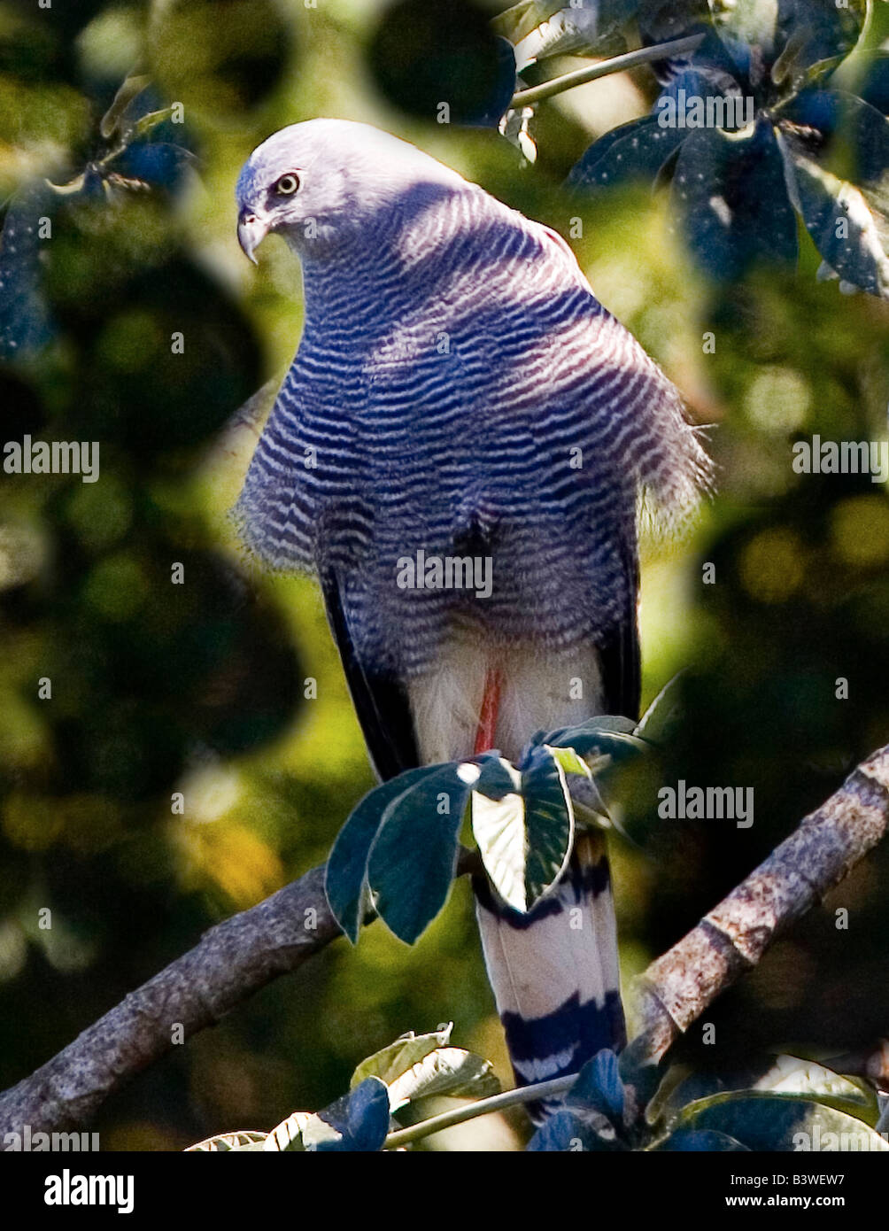 South America, Brazil, Pantanal. Crane hawk perched on limb Stock Photo ...