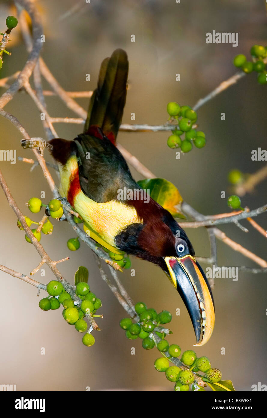 South America, Brazil. Chestnut-eared aracari in the Pantanal wetlands ...