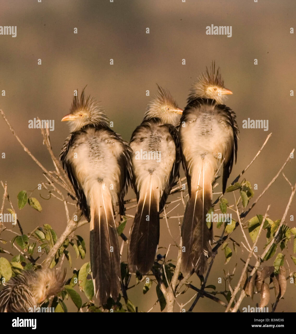 Guira cuckoo group hi-res stock photography and images - Alamy