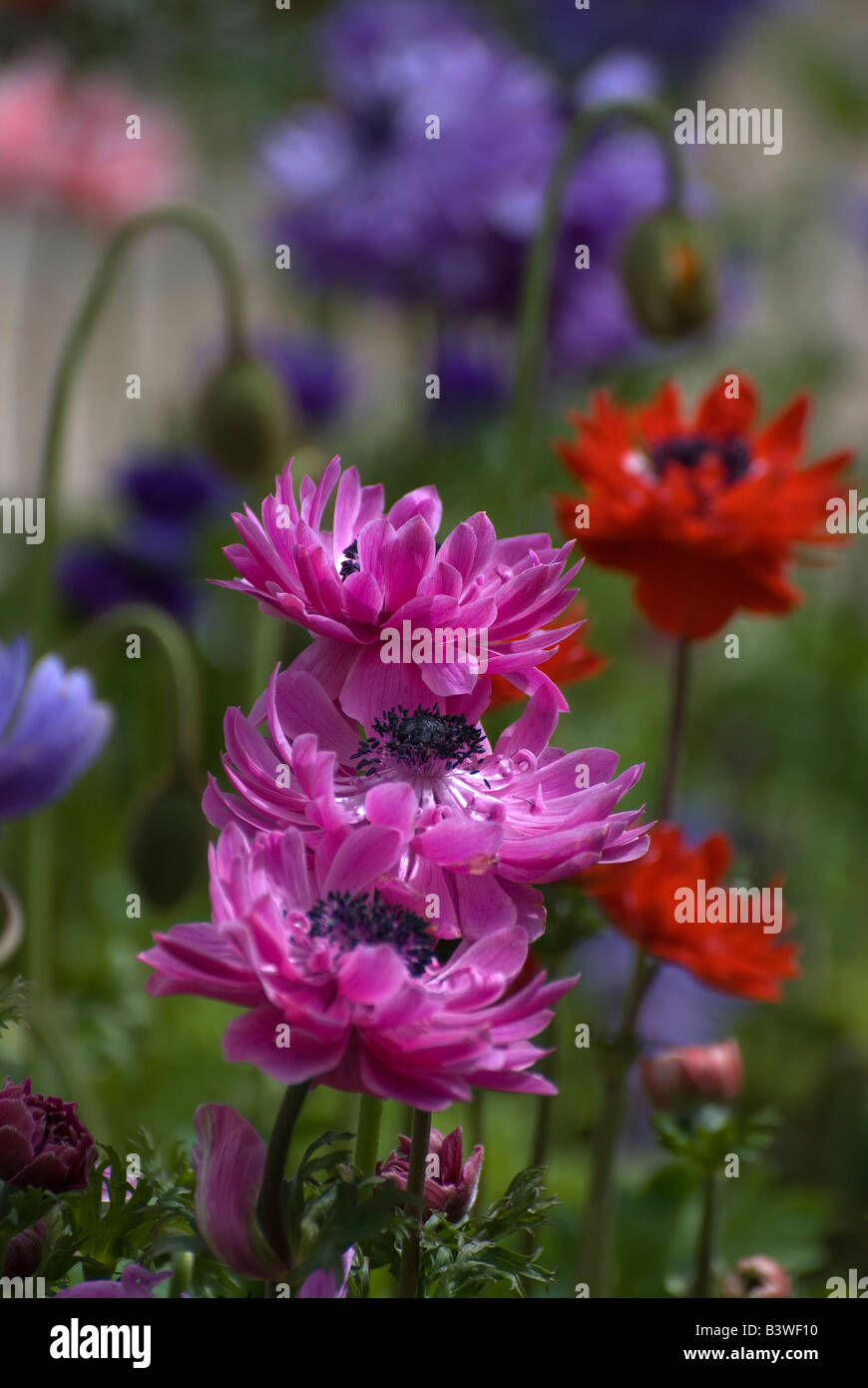 Pink red and blue flowers Stock Photo - Alamy