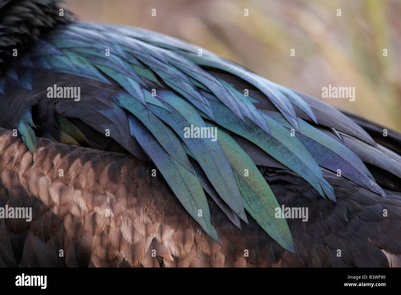 Equador, Galapagos Islands, North Seymour Island. Great frigatebird's ...