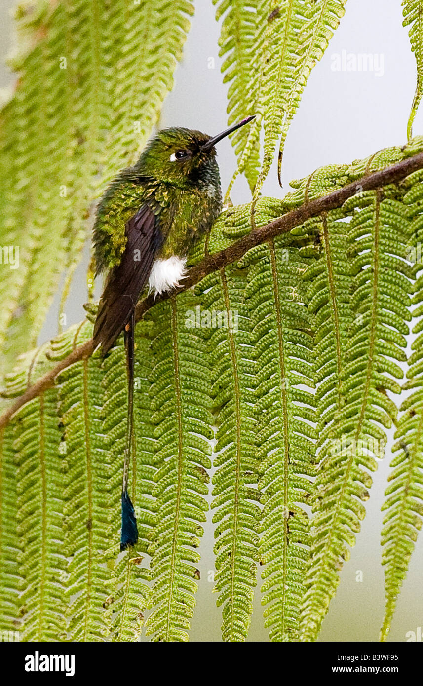 South America, Ecuador. Booted racquet-tailed hummingbird on fern ...