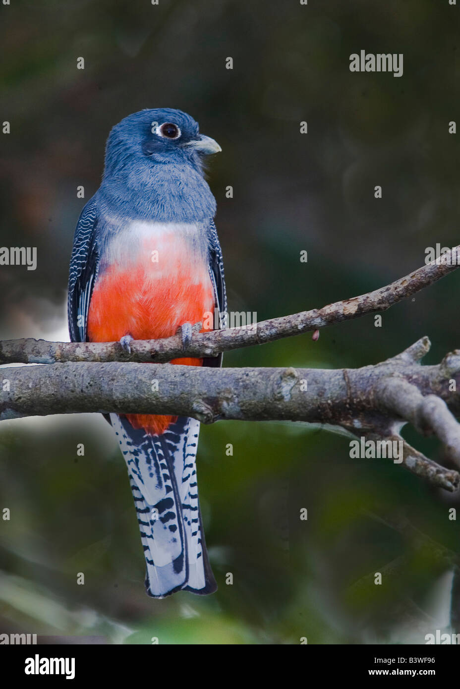 South America, Ecuador. Frontal view of blue-crowned trogon on branch ...
