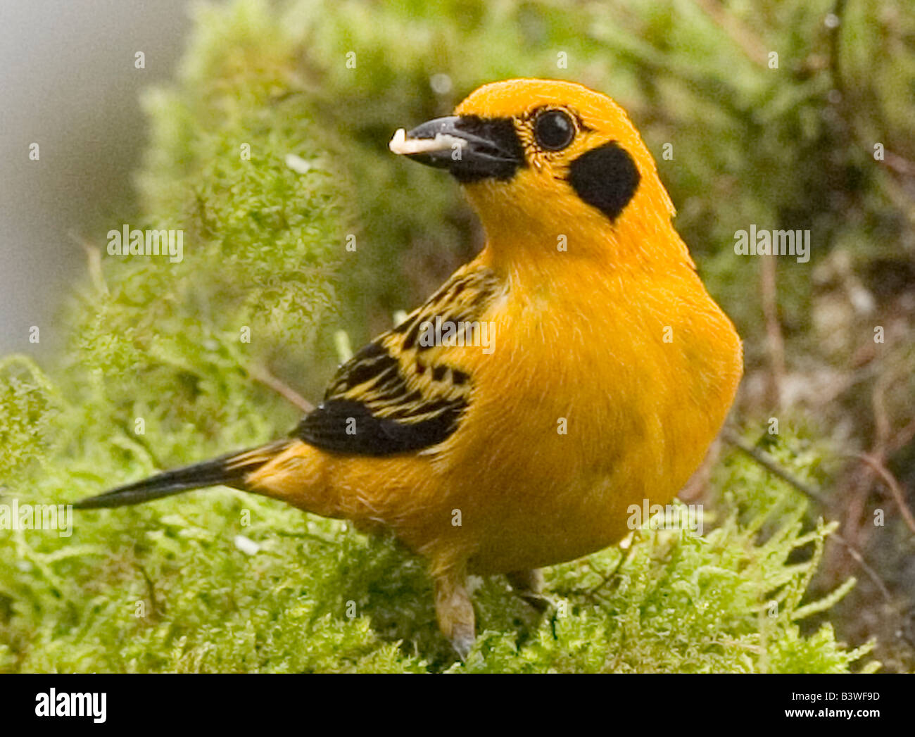 Tanager gallery hi-res stock photography and images - Alamy