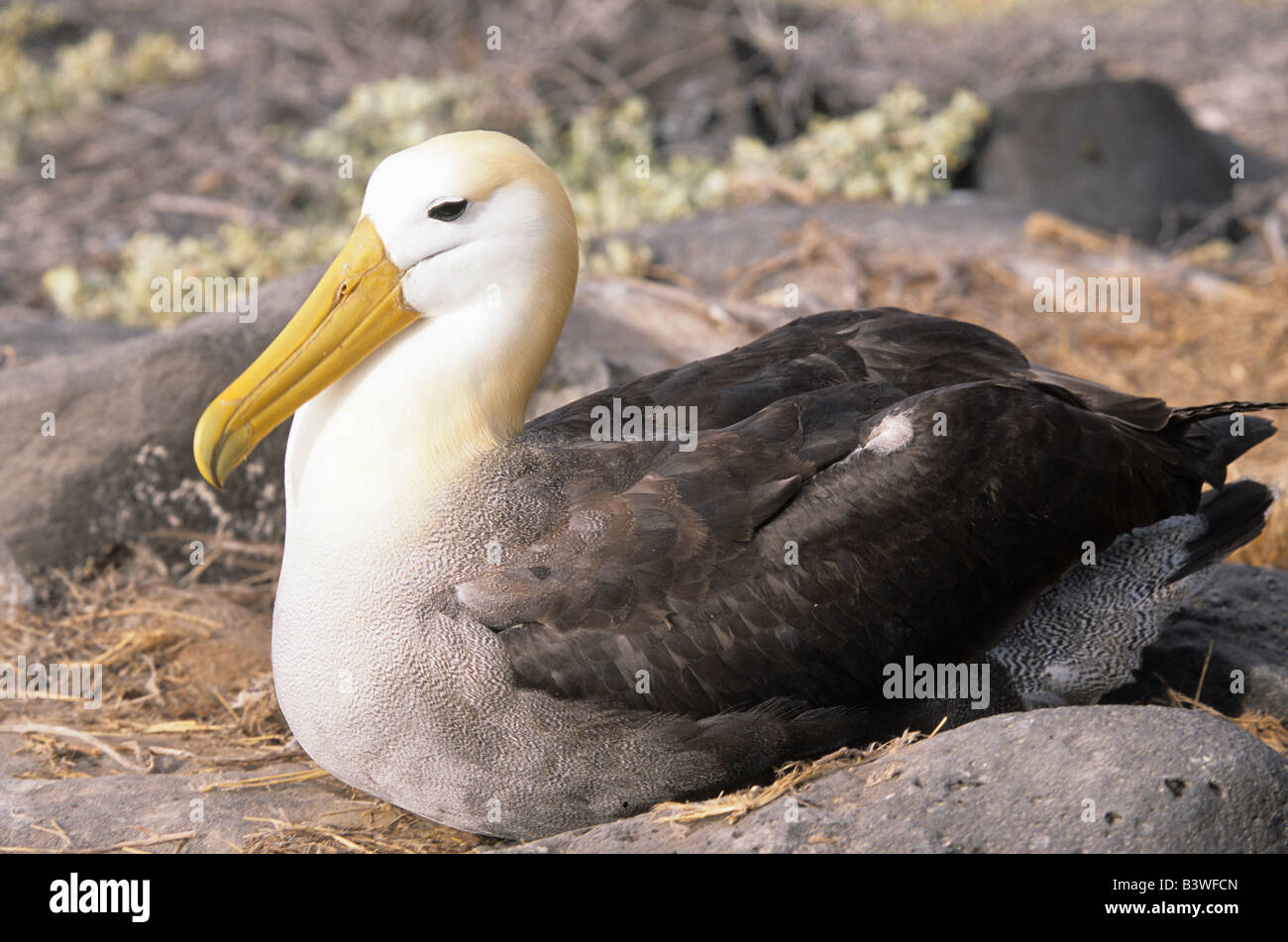 Waved albatross Isla EspaÒola, Galapagos Islands, Ecuador Stock Photo ...