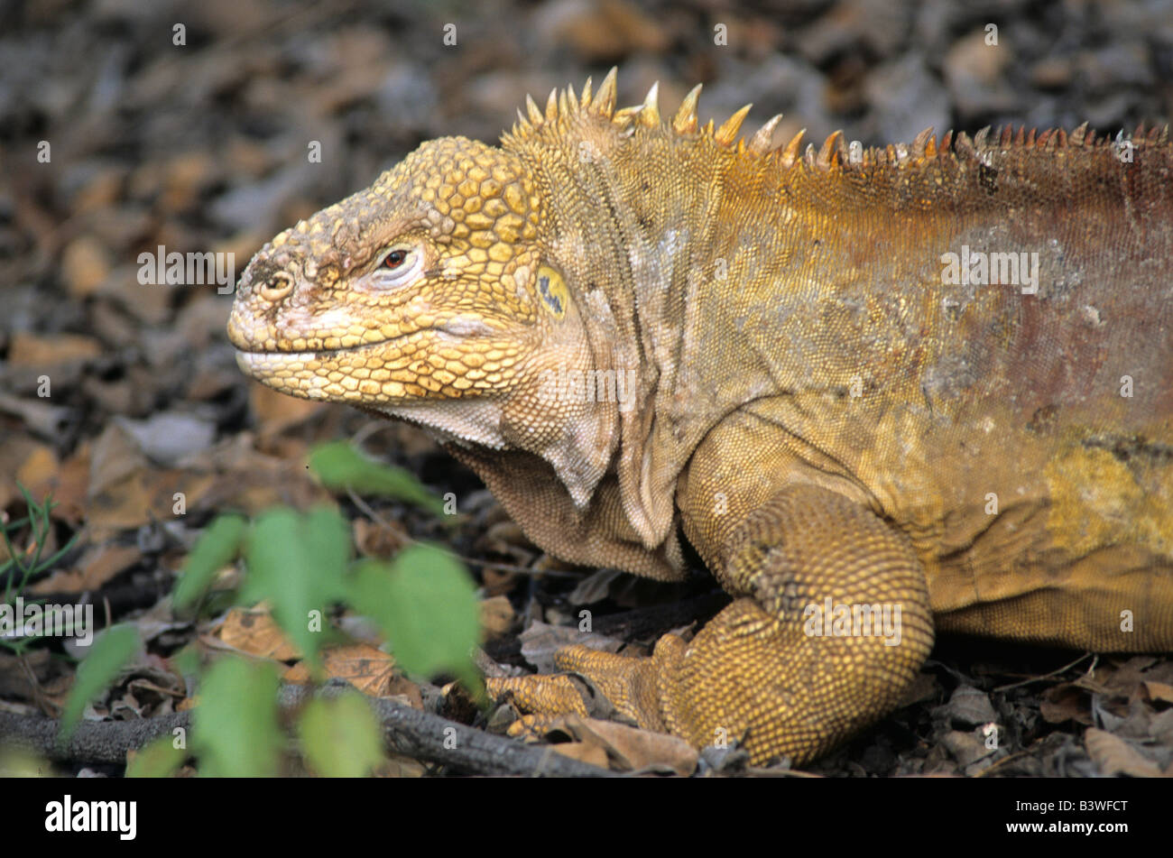 Land iguana Isla Isabela Galapagos Islands, Ecuador Stock Photo - Alamy