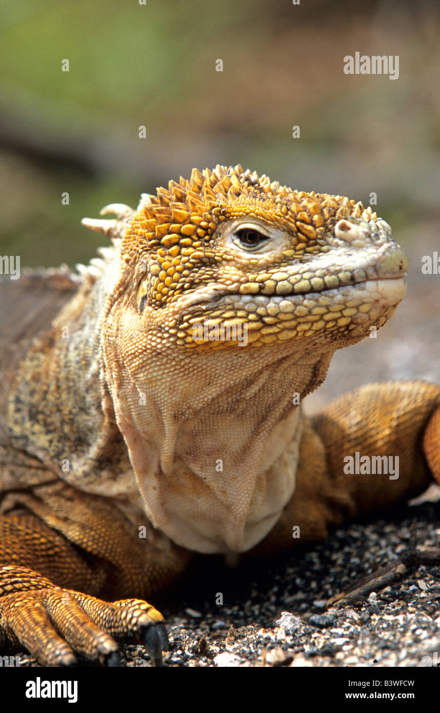 Land iguana Isla Isabela Galapagos Islands, Ecuador Stock Photo - Alamy