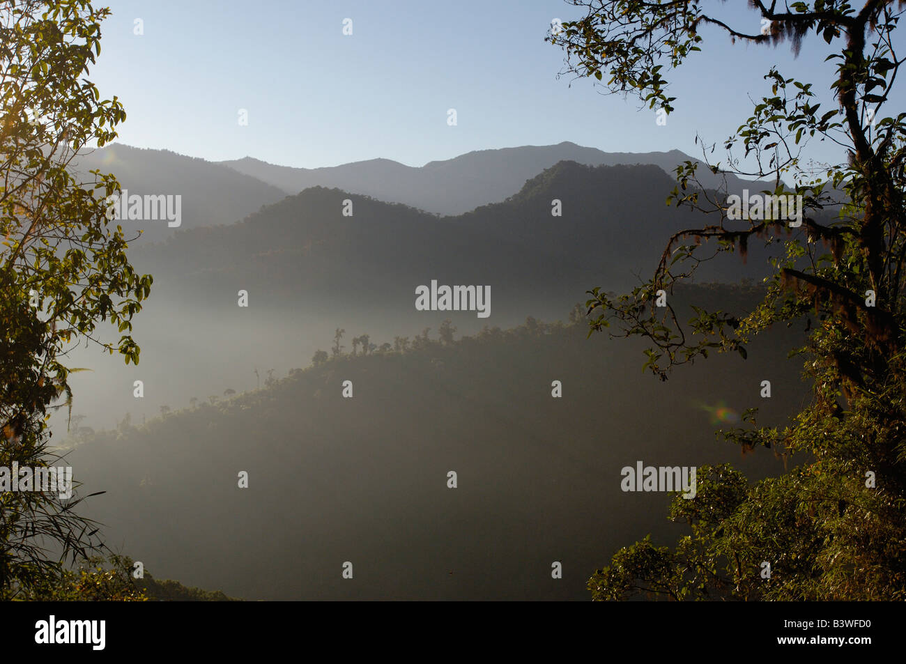 Forest vegetation in the Western Slope of the Andes Cloud Forest. Mindo ...