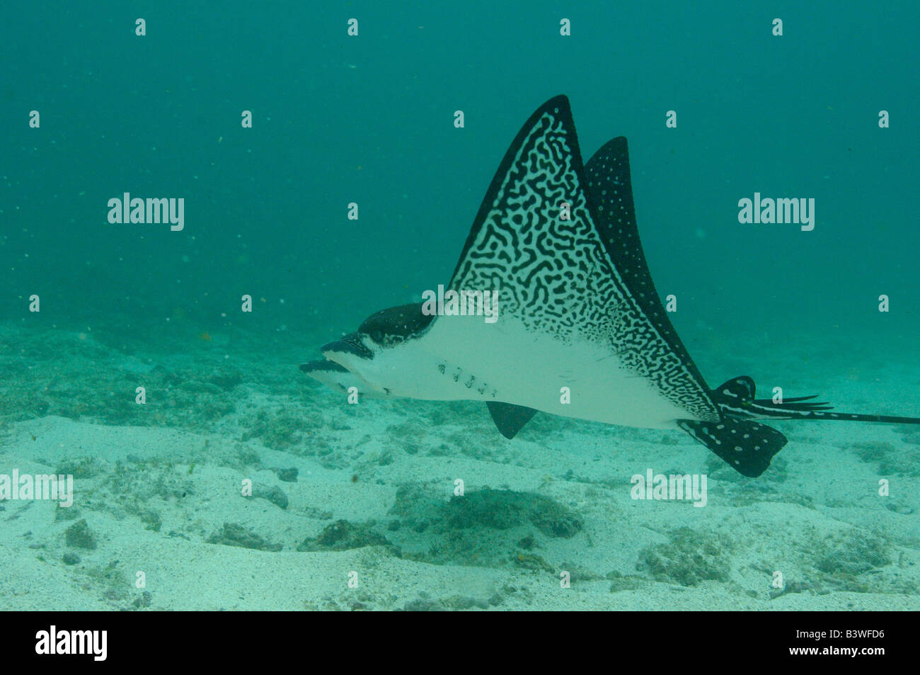 Spotted Eagle Ray (Aetobatus narinari) Darwin Island, north Galapagos ...