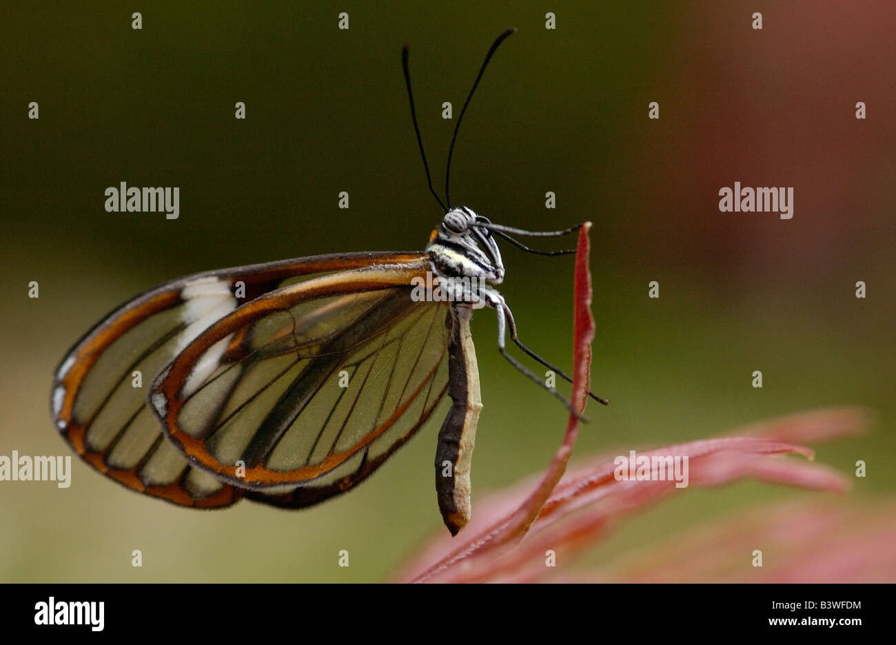 Clear-winged Butterfly (Hyalurga sp ?) Cloud forest. Mindo Western ...