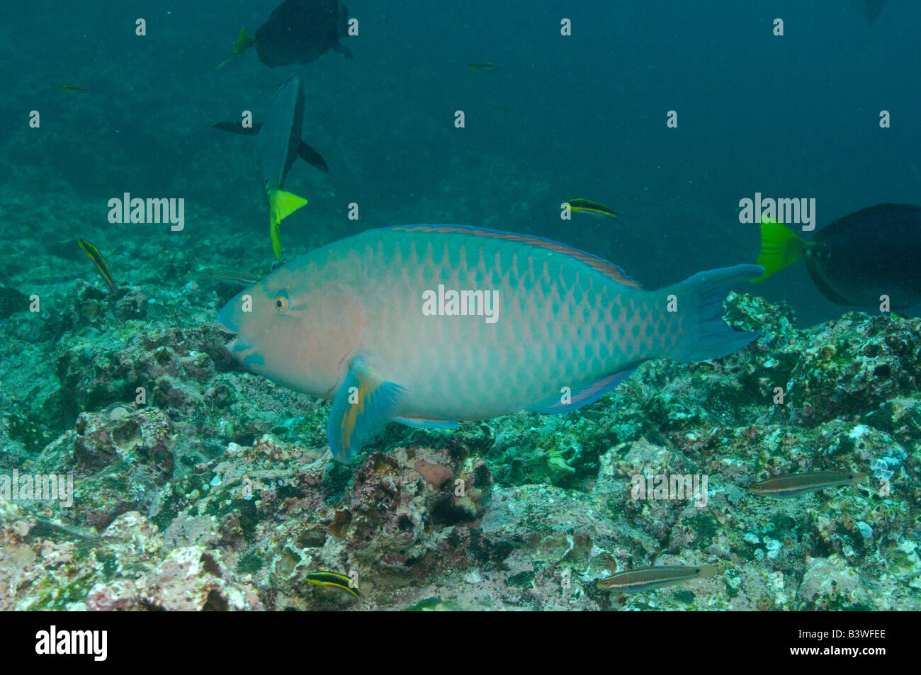 Blue chin parrotfish hi-res stock photography and images - Alamy
