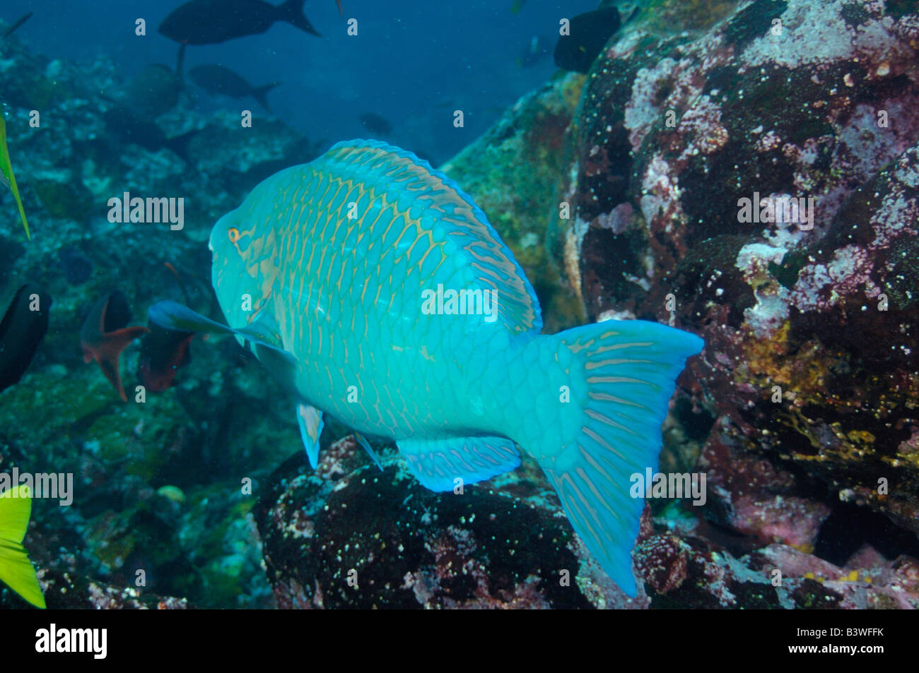 Blue chin parrotfish hi-res stock photography and images - Alamy